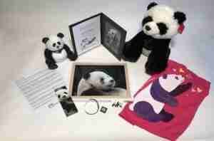 How Much Do Giant Pandas Cost? (Explained) | BestofPanda