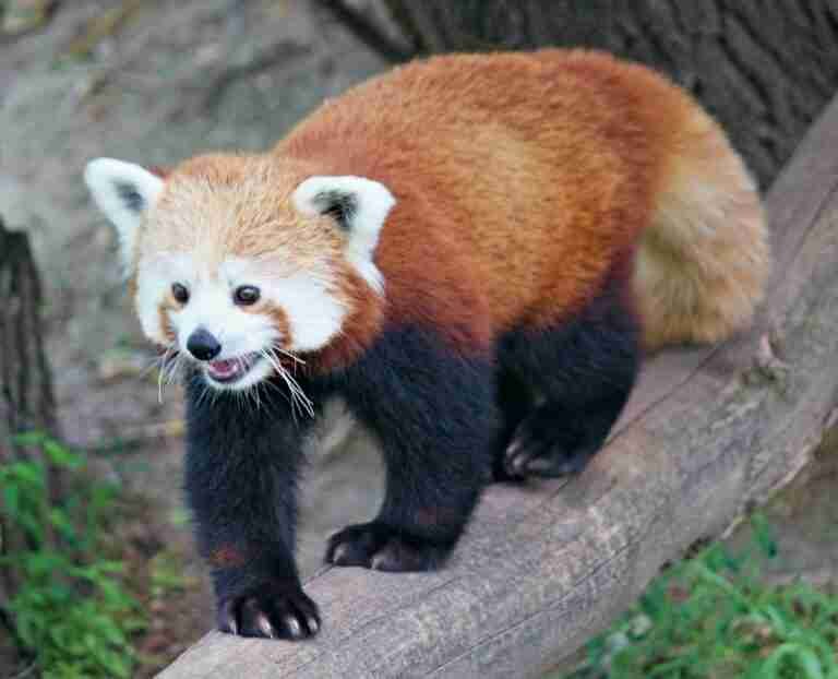Do Giant Pandas Have Tails? (4 Things You Should Know) – BestofPanda