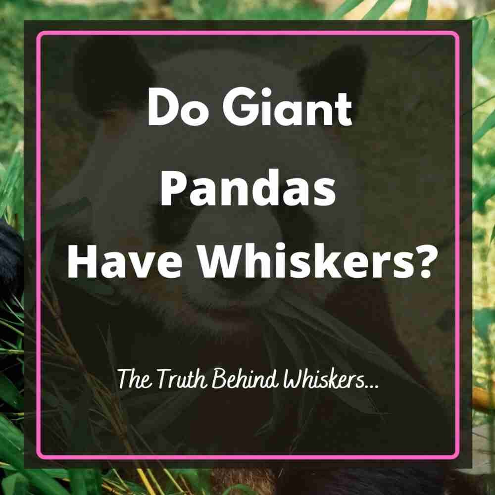 Do Giant Pandas Have Whiskers? (Explained) – BestofPanda