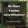 Do Giant Pandas Have Whiskers? (Explained)