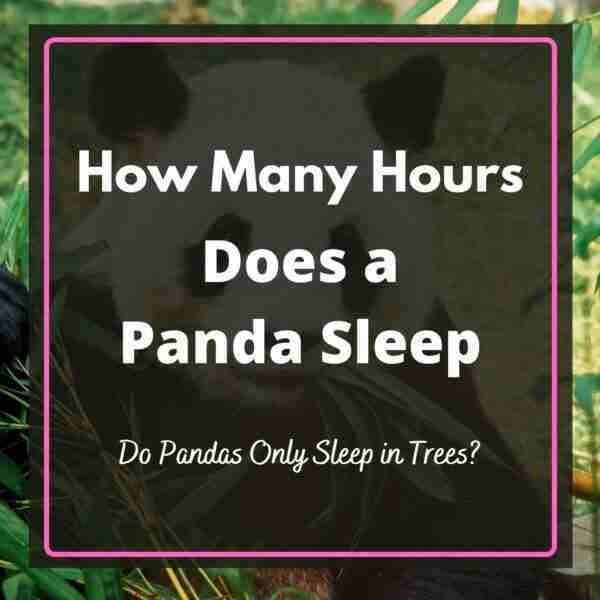 How Many Hours Does a Panda Sleep? (Must Read)
