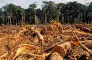 What Are Giant Panda Habitats? (The 2 Types of Habitat) – BestofPanda