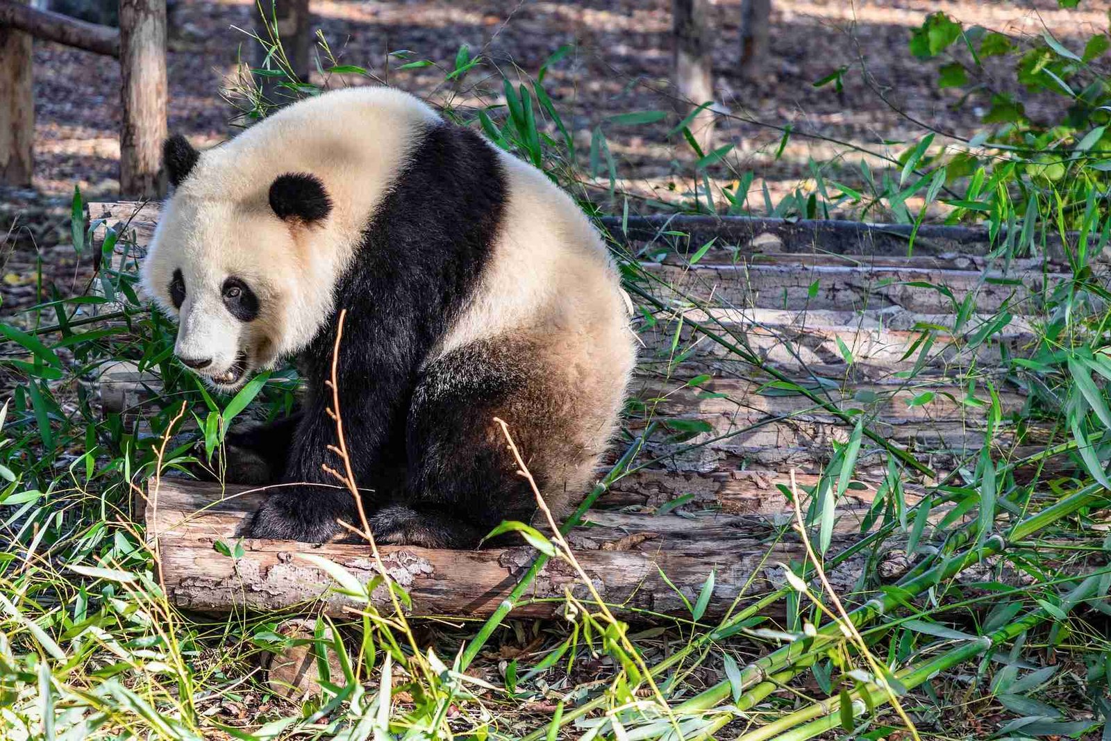 Can Giant Pandas Eat Mice? (Rats, Rodents) – BestofPanda