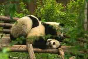 Do Giant Pandas Give Birth Or Lay Eggs? [Explained] – BestofPanda