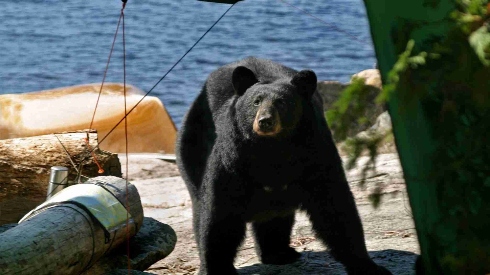 Giant Panda Vs Black Bear Who Will Win giant-panda-vs-black-bear-who-will-win
