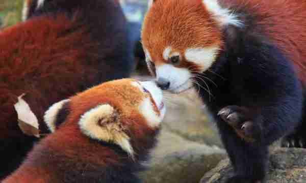How Do Pandas Reproduce? (9 Questions Answered!) – BestofPanda