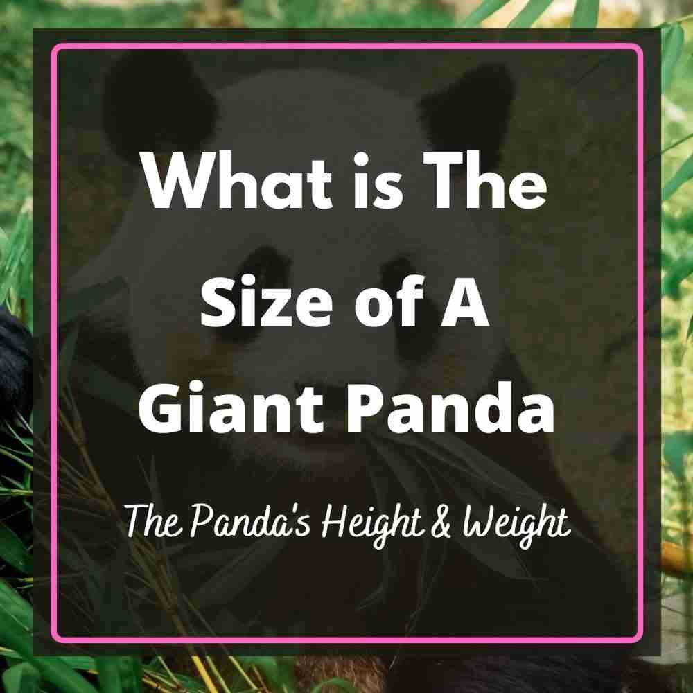 What Is The Size of A Giant Panda? (Explained) – BestofPanda