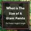 What Is The Size of A Giant Panda? (Explained) – BestofPanda