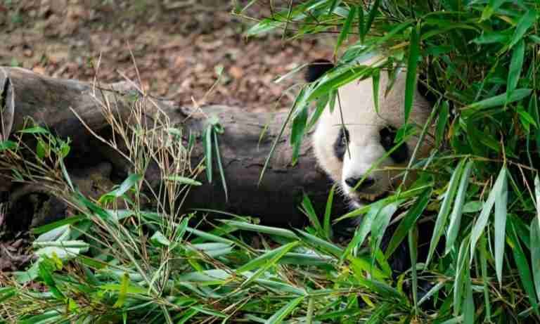 Do Giant Pandas Have Spots or Stripes? (Solved!) – BestofPanda