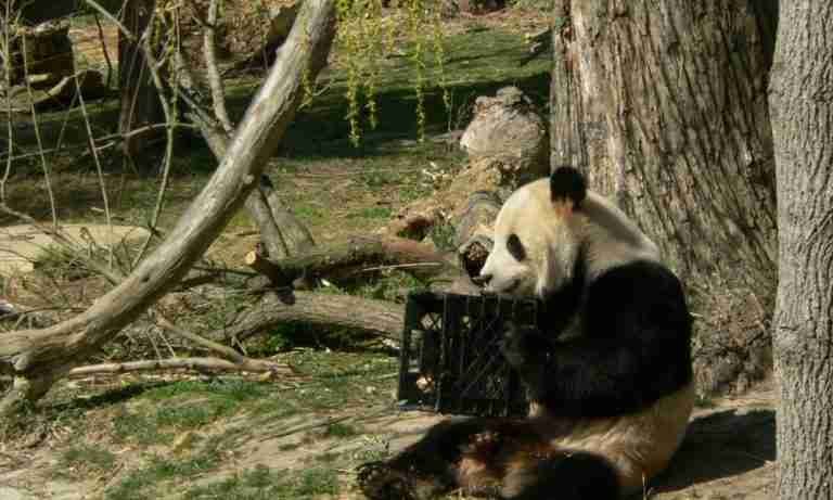 How Do Pandas Reproduce? (9 Questions Answered!) – BestofPanda