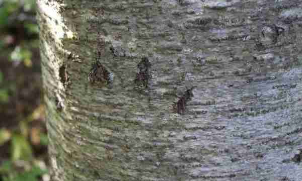 How Do Giant Pandas Communicate? (The 5 Commons Sounds) – BestofPanda