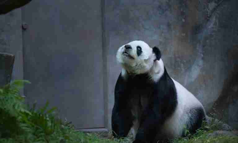 Why Are Giant Pandas Important? (Explained) – BestofPanda