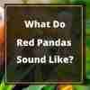 What Do Red Pandas Sound Like? (7 Unique Sounds They Make)