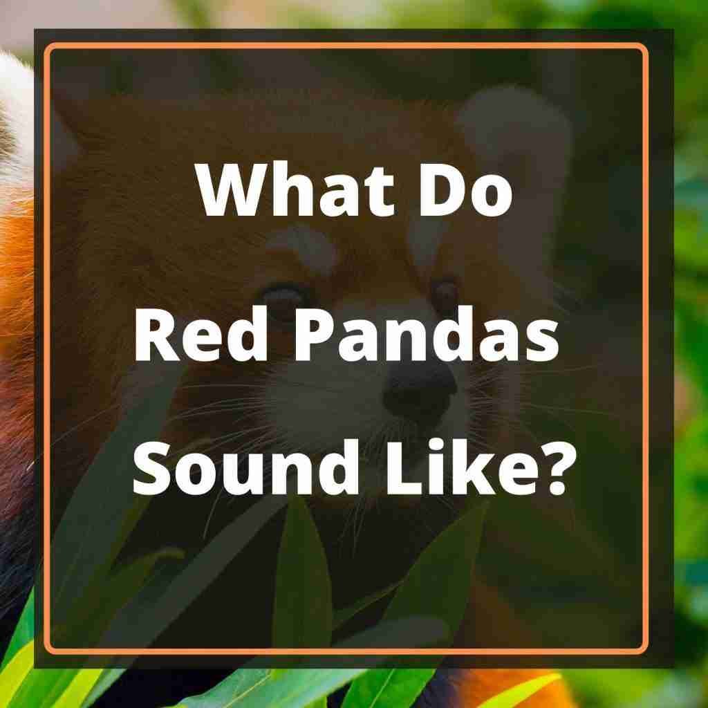 What Do Red Pandas Sound Like? (7 Unique Sounds They Make)