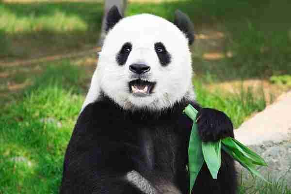 Giant Panda vs. Grizzly Bear – Who Would Win? – BestofPanda