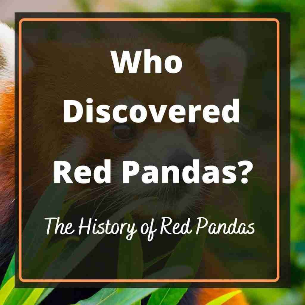 Who Discovered Red Pandas? (The History of Red Pandas)