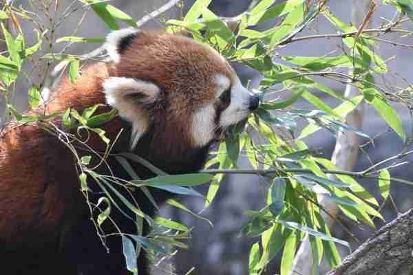 Can You Keep Red Pandas As Pets? (No! – Here’s Why) – BestofPanda