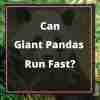 Can Giant Pandas Run Fast? (3 Things You Should Know)