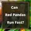 Can Red Pandas Run Fast? (Yes! – Here’s Why) – BestofPanda