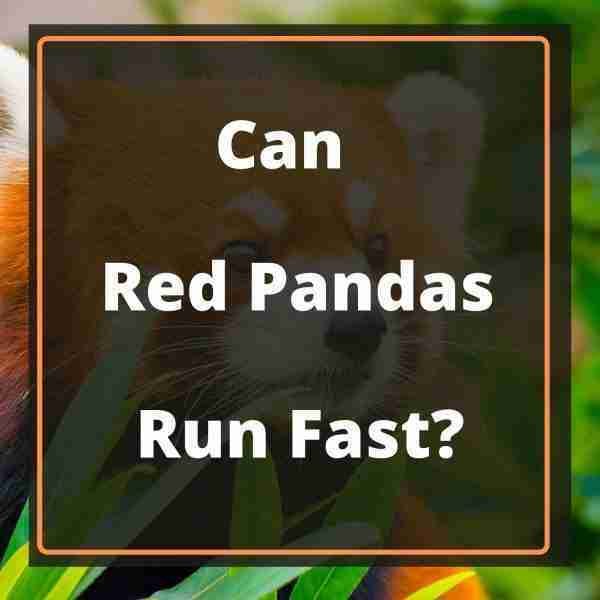 Can Red Pandas Run Fast? (Yes! – Here’s Why) – BestofPanda