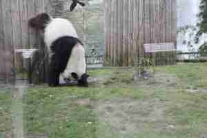 Do Giant Pandas Pee? (Solved & Explained) – BestofPanda
