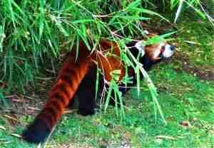 What Are The Body Parts of a Red Panda? (Explained) – BestofPanda