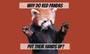 Why Do Red Pandas Put Their Hands Up? – BestofPanda