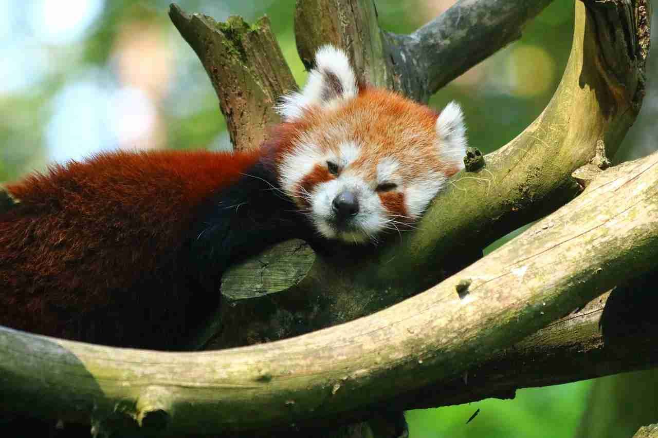 How Do Red Pandas Communicate? (7 Unusual Ways Explained!) – BestofPanda