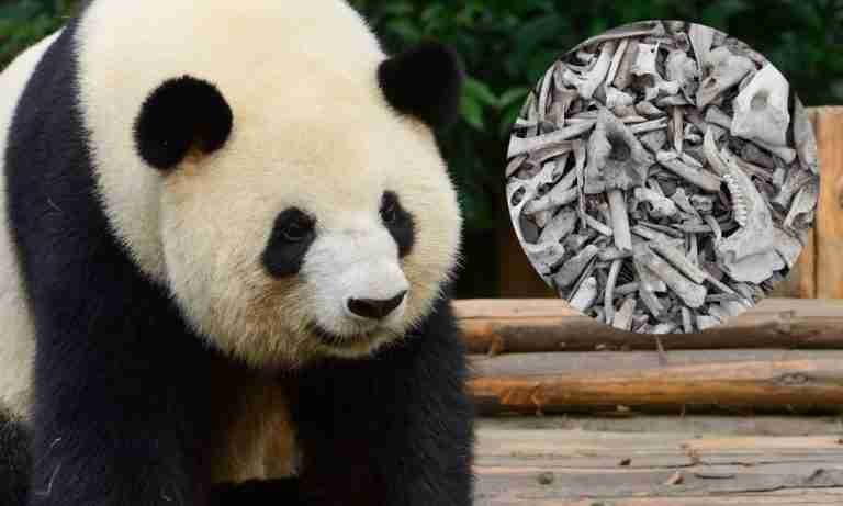 How Many Bones Do Pandas Have Solved Explained 