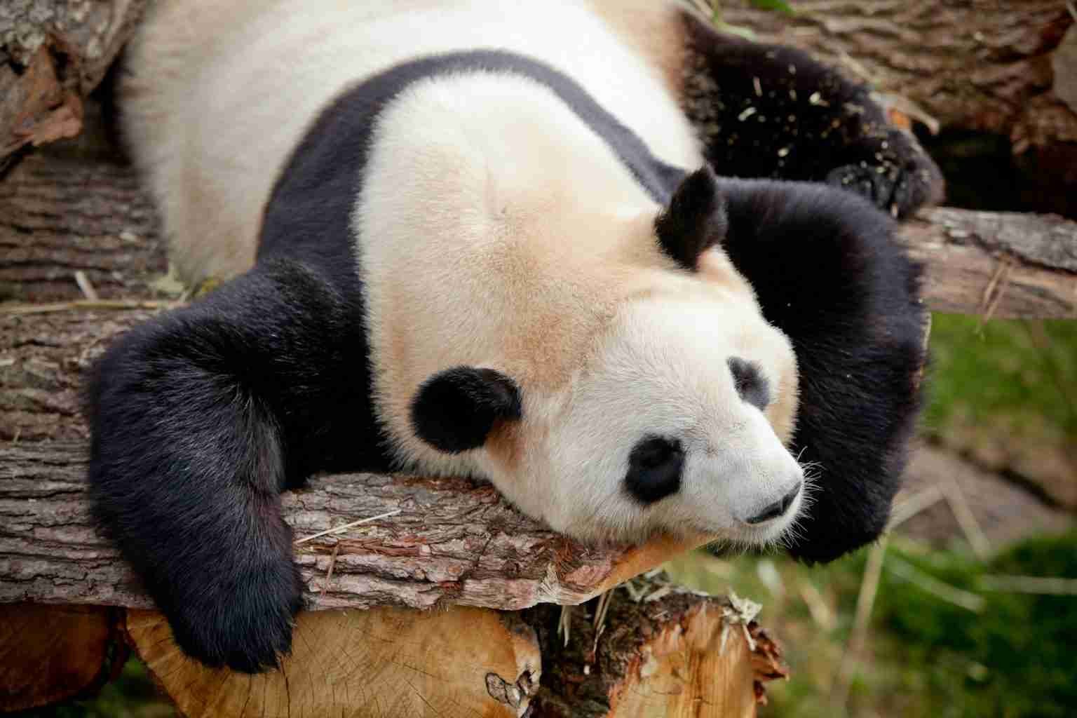 Why Pandas Are So Clumsy or Dopey?
