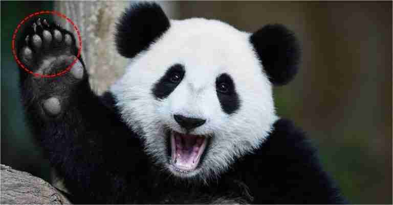 Do Giant Pandas Have Claws? (5 Things You Need To Know!)