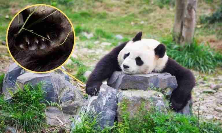 Are Giant Pandas Really Friendly? (Explained & Solved!) – BestofPanda Are Giant Pandas Really Friendly? (Explained & Solved!) – BestofPanda