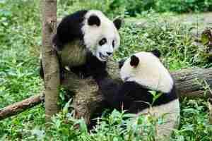 The Giant Panda’s Breeding (7 Things You Should Know) – BestofPanda