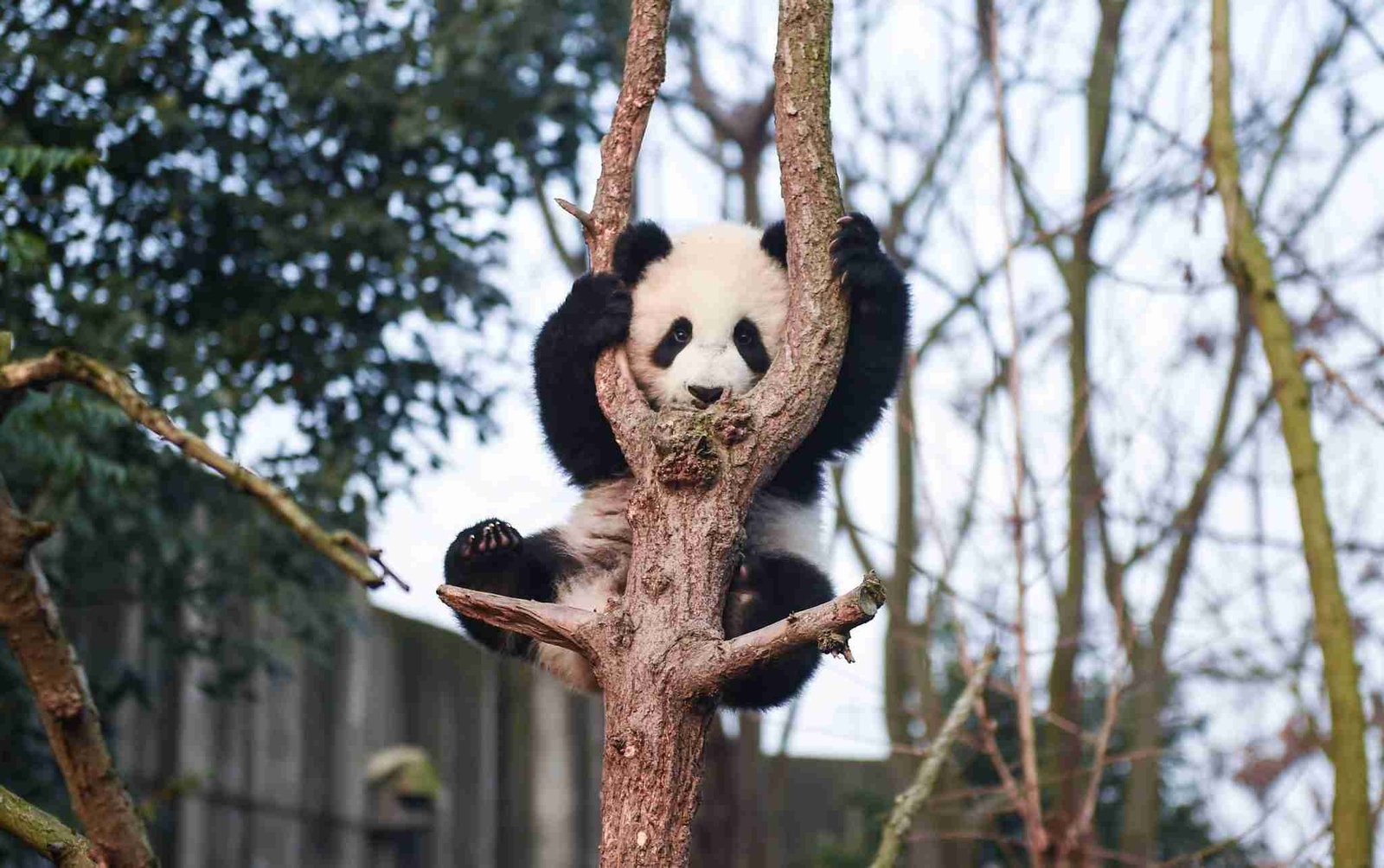 6 Reasons Why Pandas Are Bad at Surviving (Explained!)