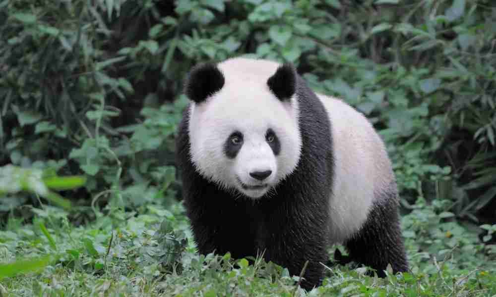 6 Reasons Why Giant Pandas Can Be Dangerous To Humans