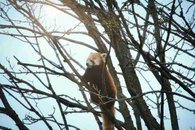 Do Red Pandas Live Alone Or In Group? (5 Things To Know!)