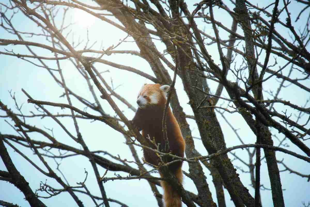 Do Red Pandas Live Alone Or In Group? (5 Things To Know!) – BestofPanda