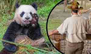 Ready To Be a Panda Nanny? (6 Things You Should Know!) – BestofPanda