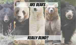 Are Bears Blind? (The Truth About A Bear’s Eyesight) – BestofPanda