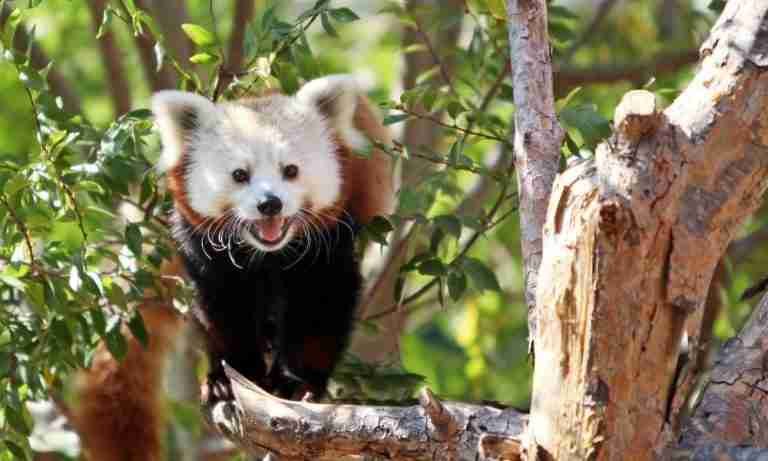 13 Reasons Why Red Pandas Are Important 9 Is My Favorite 