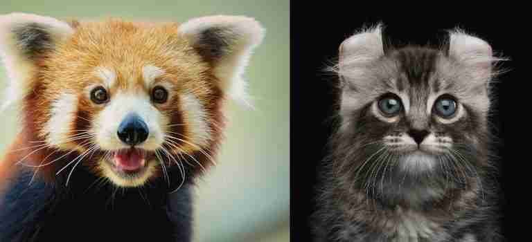 Are Red Pandas Big Animals? (6 Big Facts You Should Know!) – BestofPanda