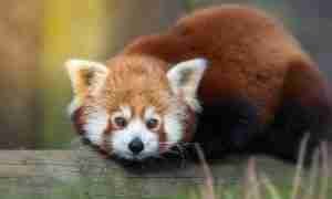 13 Reasons Why You Should Save Red Pandas (Explained!) – BestofPanda