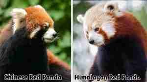 How Have Red Pandas Evolved? (7 Adaptations – Explained!) – BestofPanda
