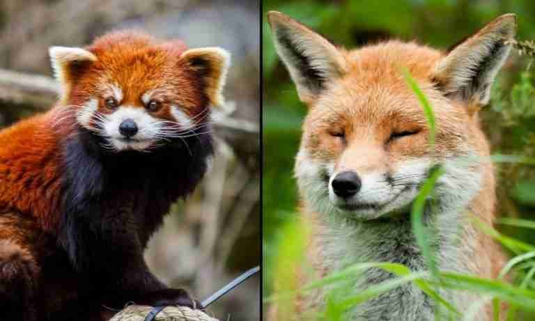 Red Pandas & Foxes (Differences & Similarities – Explained!) – BestofPanda