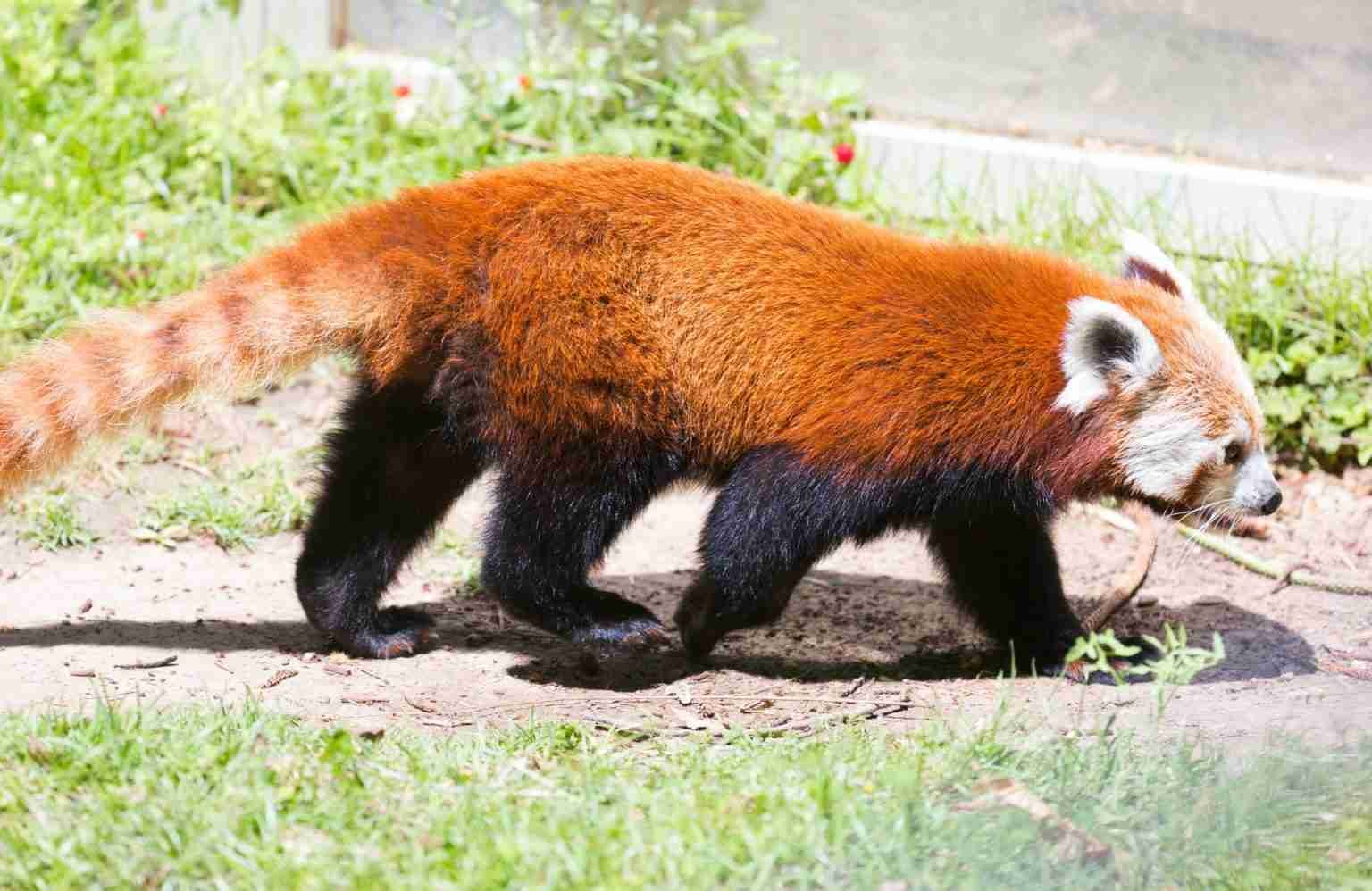 Red Pandas & Foxes (Differences & Similarities – Explained!) – BestofPanda