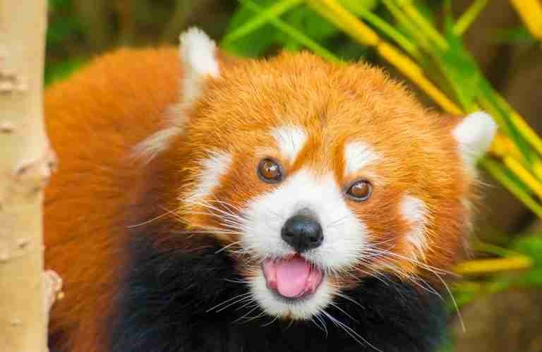 Can Red Pandas Cry? (Explained with Videos!) – BestofPanda