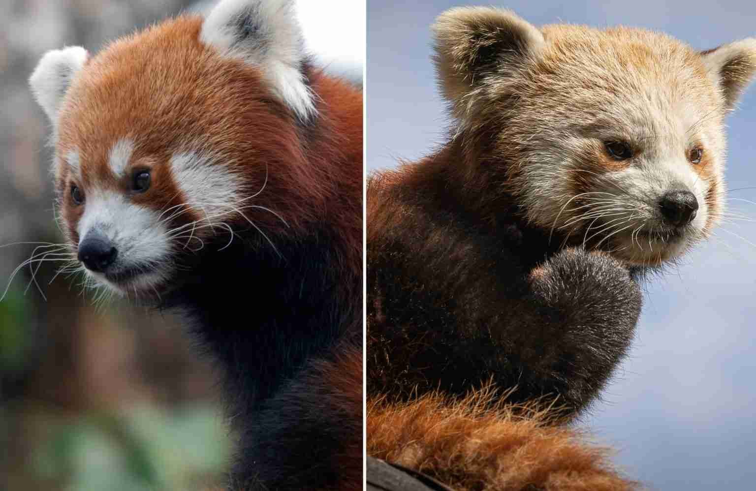 Are Red Pandas Hybrids? (8 Facts for Beginners!) – BestofPanda