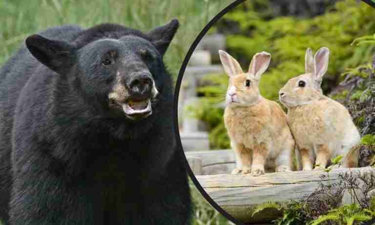 Do Black Bears Eat Rabbits? (7 Things You Should Know!) – BestofPanda