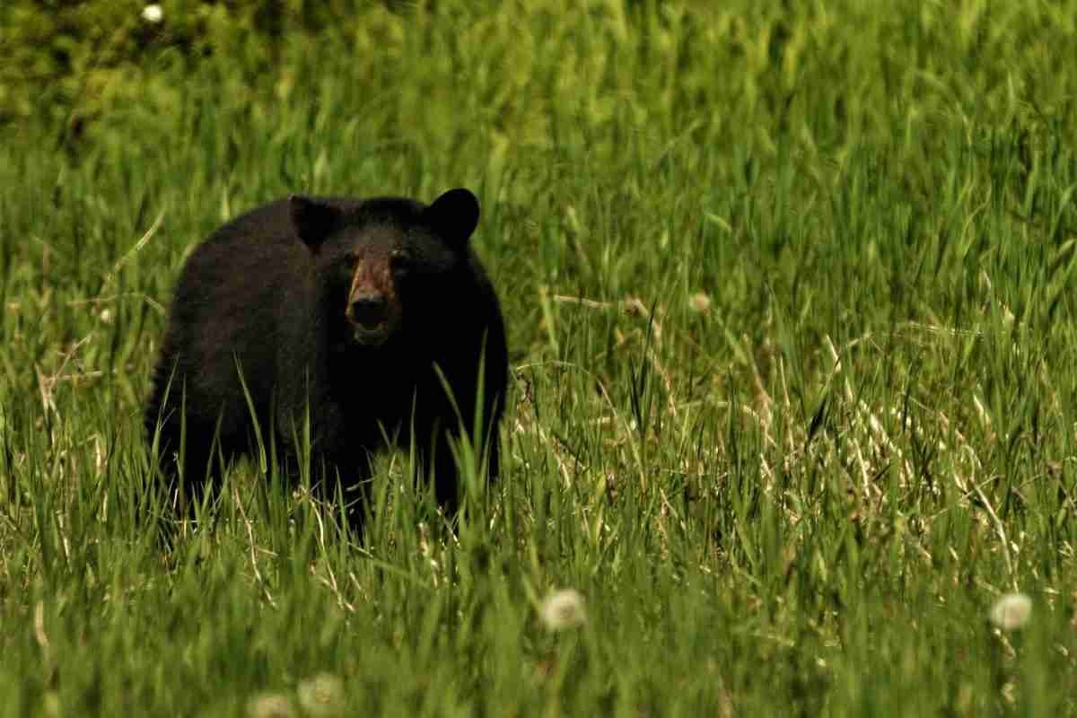 Do Black Bears Eat Rabbits? (7 Things You Should Know!) – BestofPanda