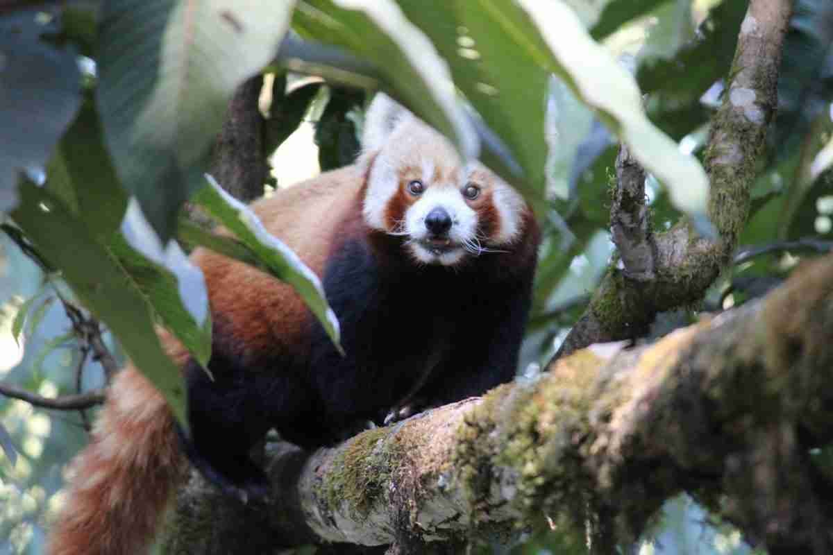 Red Pandas & Colors ( 6 Popular Questions Answered!)